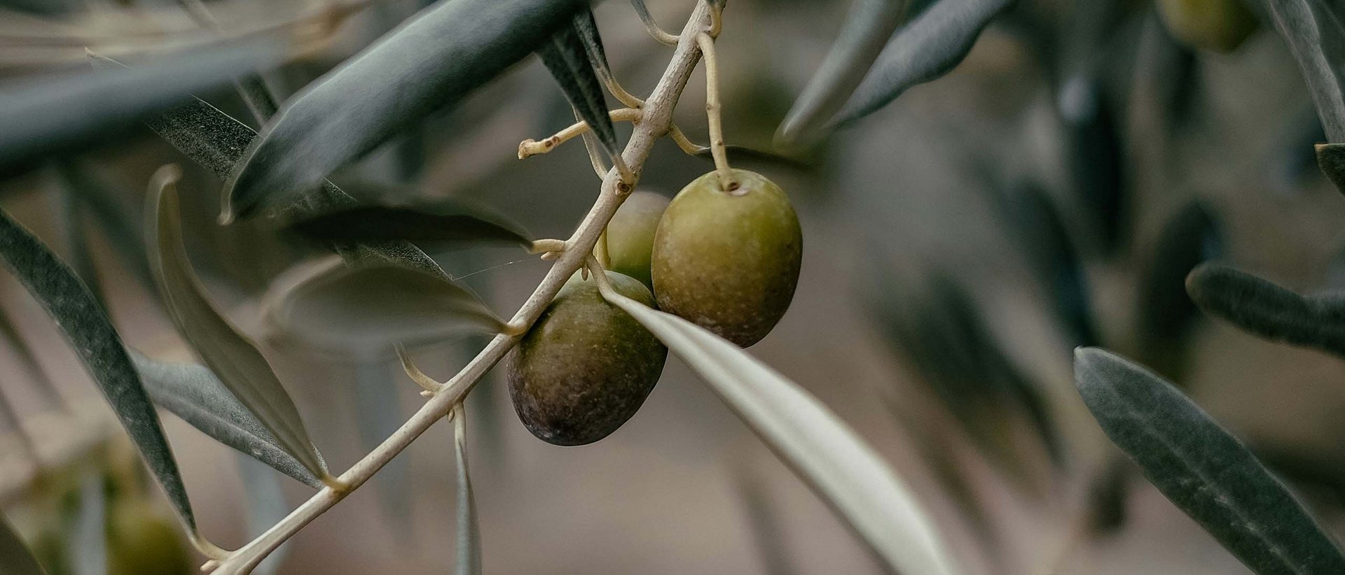 Olivenernte am Gardasee